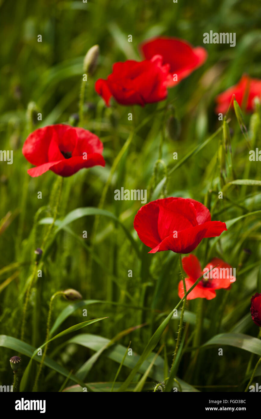Remembrance poppy frame hi-res stock photography and images - Alamy