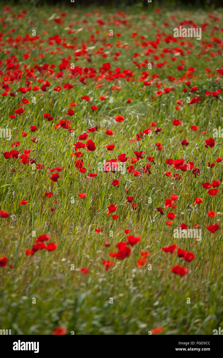 Remembrance poppy frame hi-res stock photography and images - Alamy
