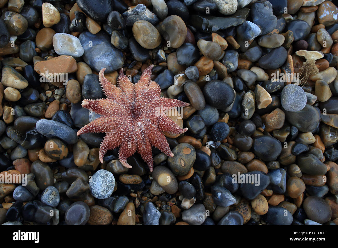 Common Sunstar (Crossaster papposus) dead adult, washed up on shingle ...