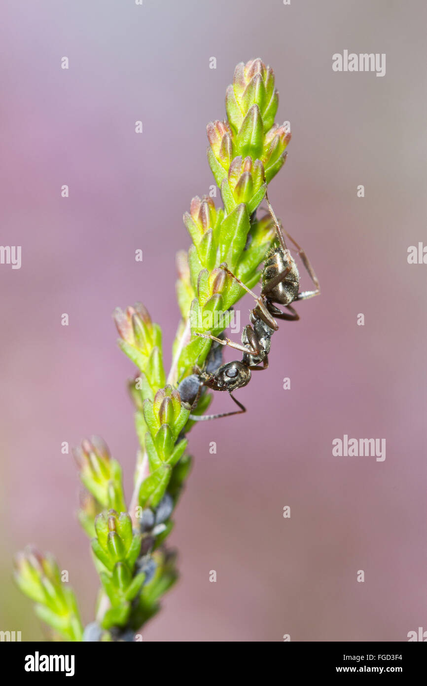 Formica fusca ants hi-res stock photography and images - Alamy