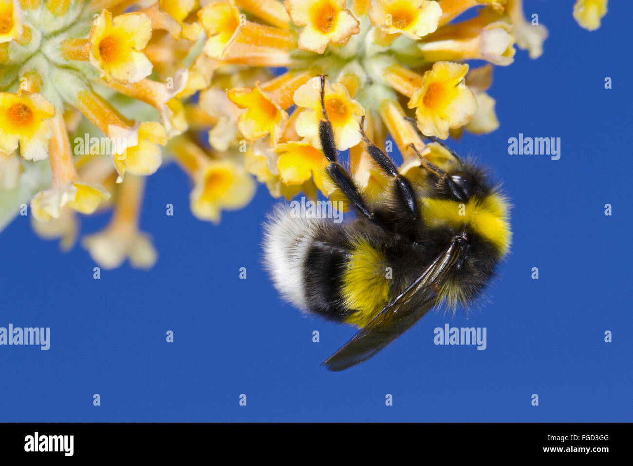 Garden Bumblebee (Bombus hortorum) adult male, feeding on Buddleia ...