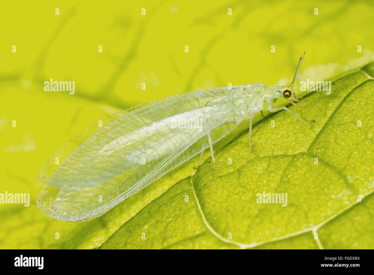 Common lacewings hi-res stock photography and images - Alamy