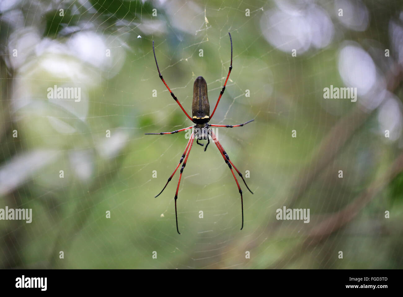 Giant Golden Orb-web Spider (Nephila pilipes) adult female, in web, Goa ...