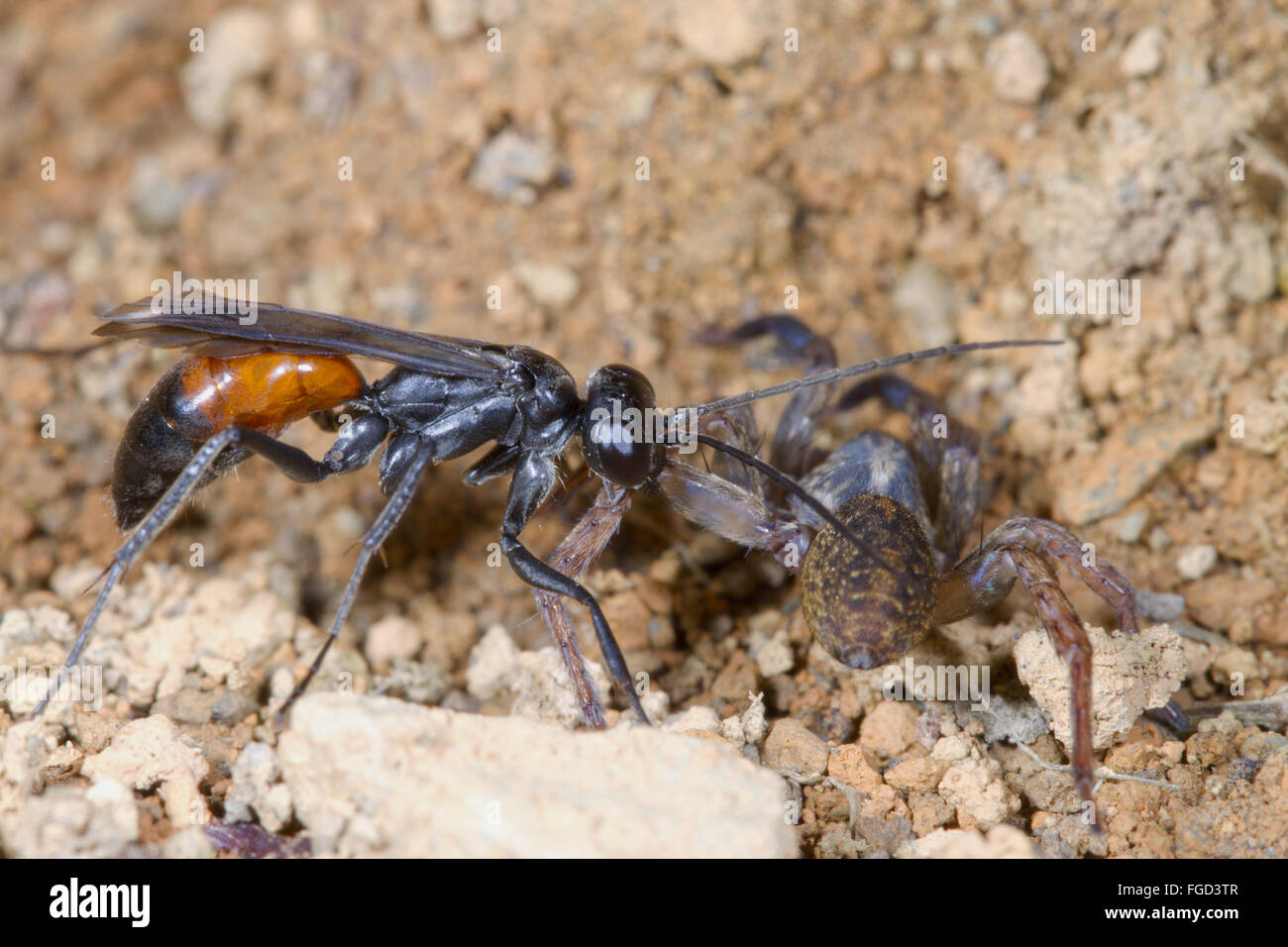Spider-hunting Wasp (Priocnemis schioedtei) adult female, with ...