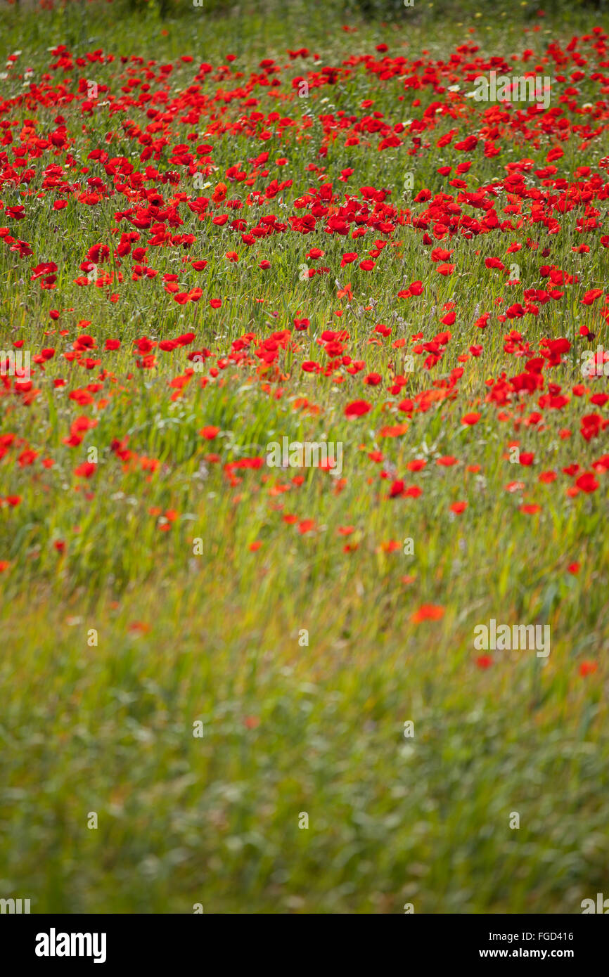 Remembrance poppy frame hi-res stock photography and images - Alamy