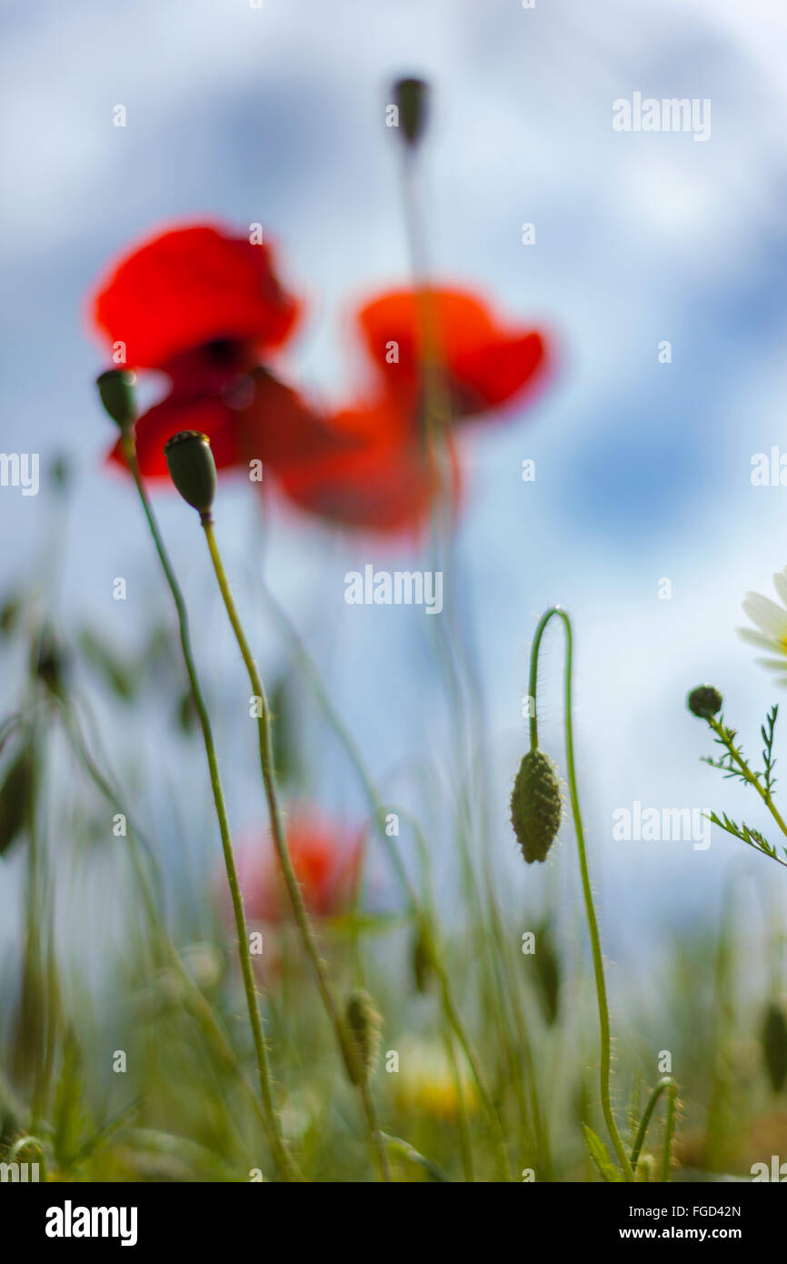 Multi toned flowers hi-res stock photography and images - Alamy