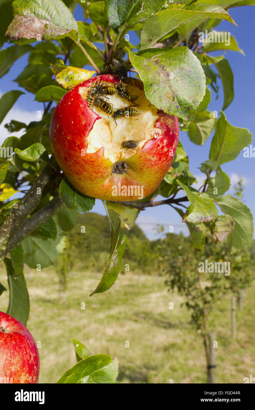 Common Wasp (Vespula vulgaris) adult workers, feeding on damaged ...
