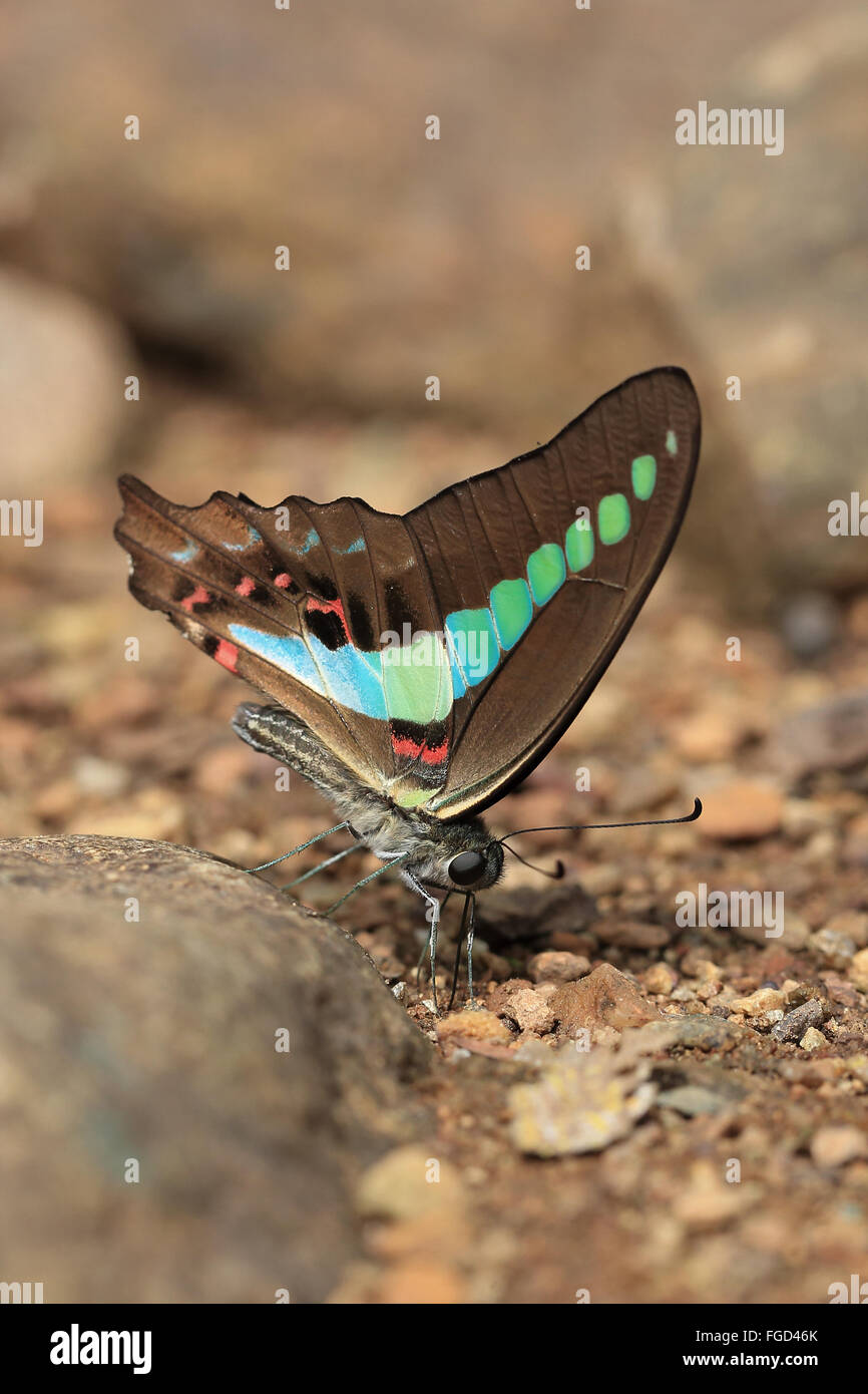 Sarpedon hi-res stock photography and images - Alamy