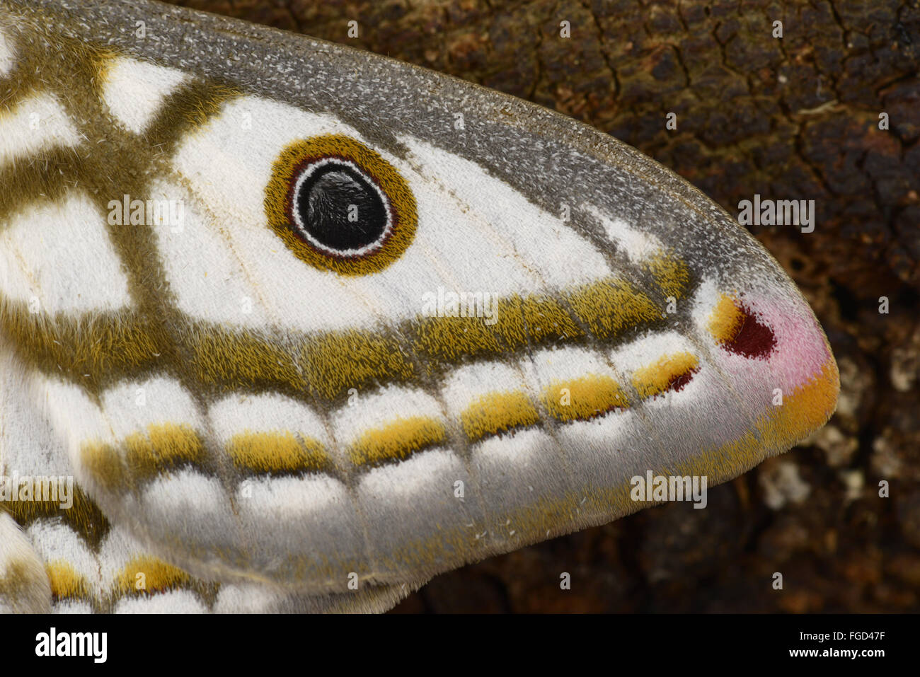 Marbled Emperor (Heniocha dyops) adult female, close-up of upper wing ...