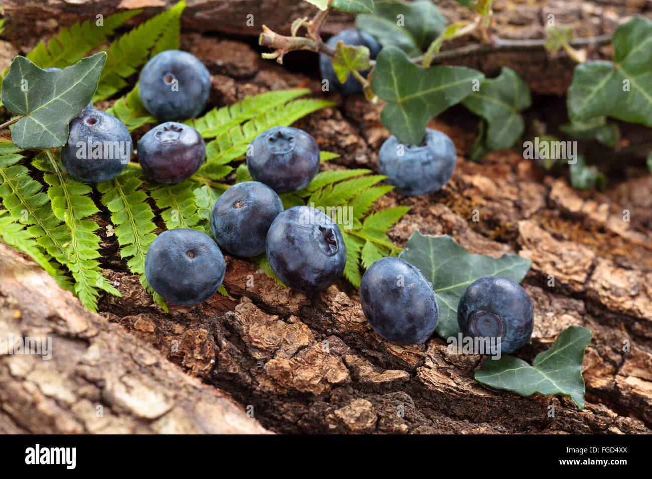 Healthy mixed forest hi-res stock photography and images - Alamy