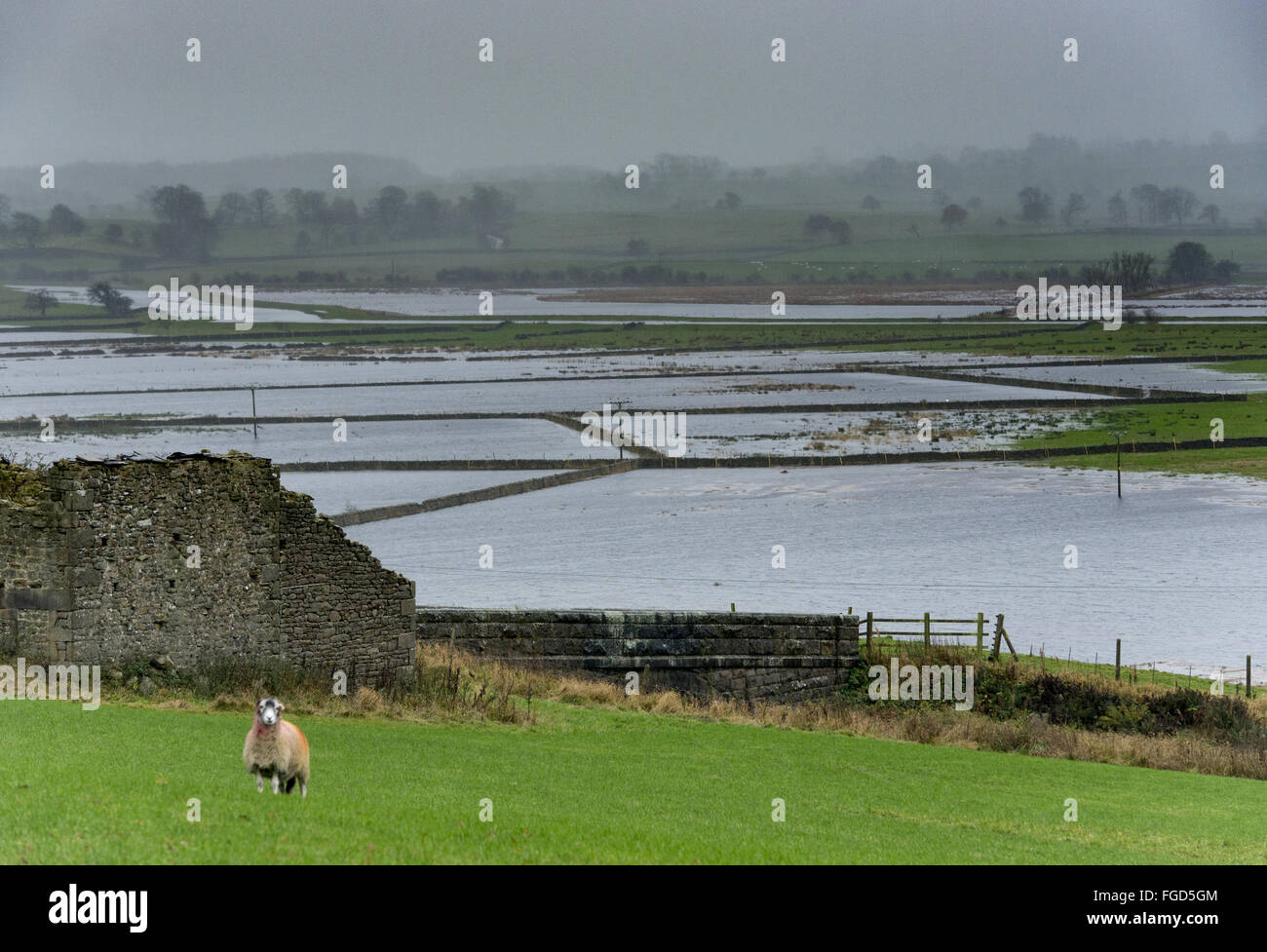 Flood farm north of england hi-res stock photography and images - Alamy