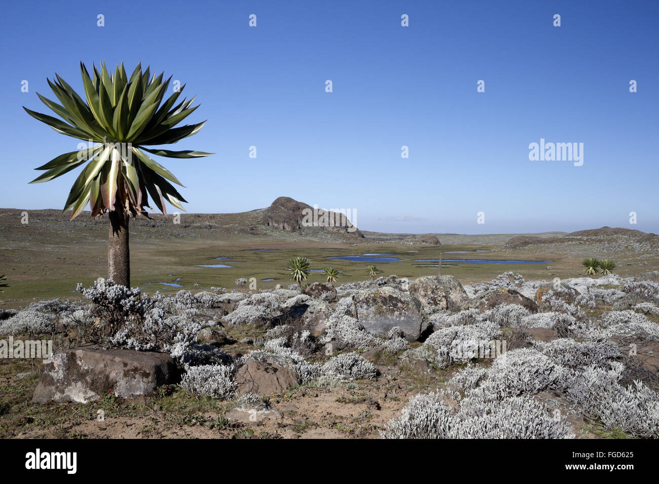 View of afro-alpine habitat with Giant Lobelia (Lobelia rynchopatelum ...