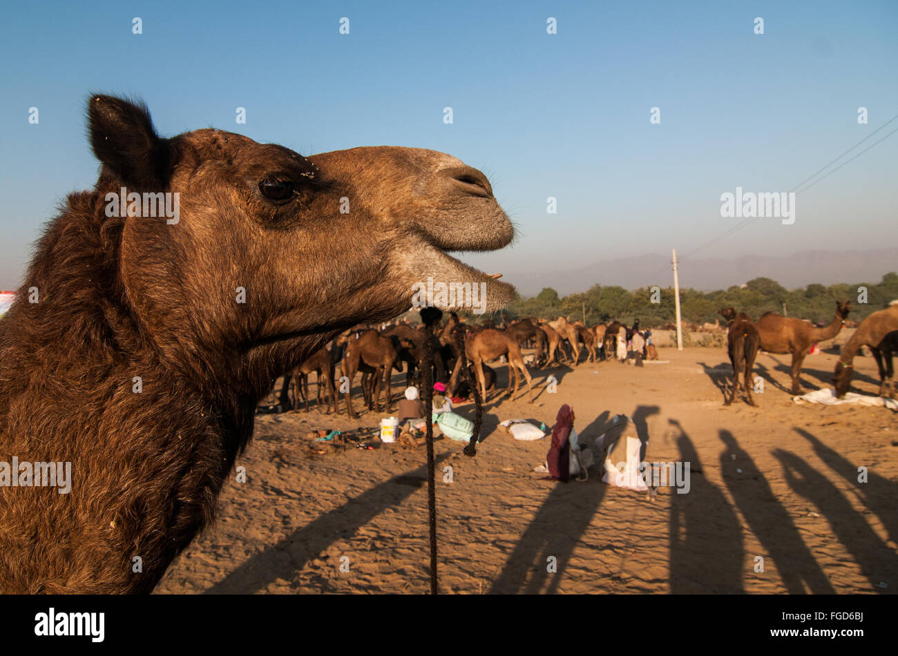 Colourful camels hi-res stock photography and images - Alamy