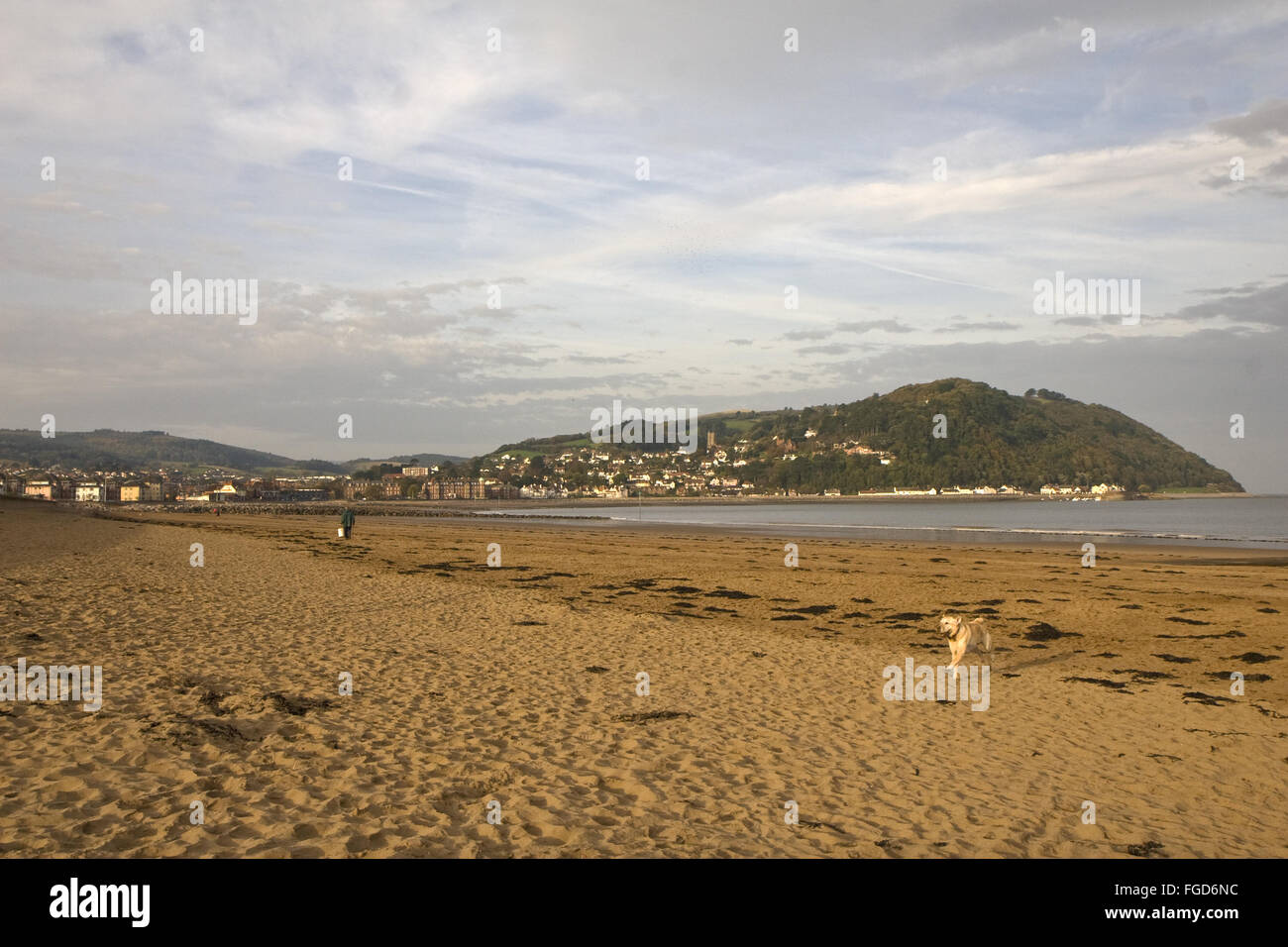 View of imported sandy beach and dog running in early morning, with ...