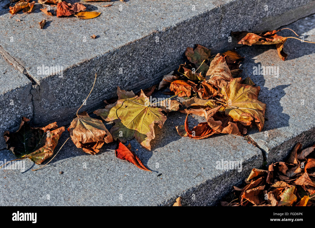 Great autumn plants hi-res stock photography and images - Alamy