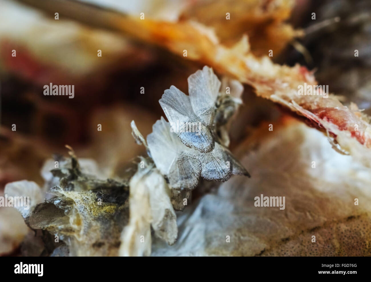 Mood scale hi-res stock photography and images - Alamy