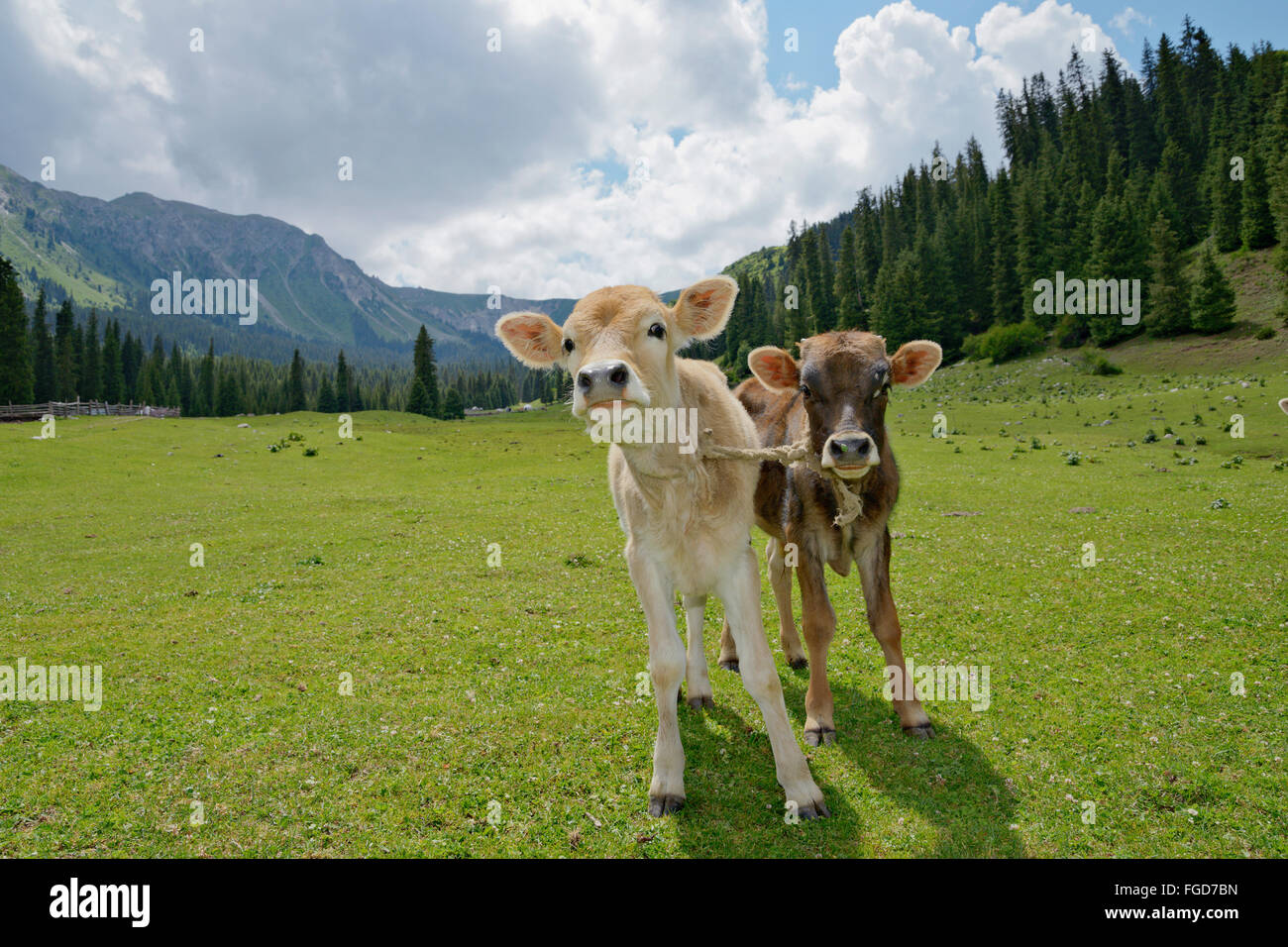 Cattle (cows) at summer pasture in Tian Shan mountain range, Kyrgyzstan ...