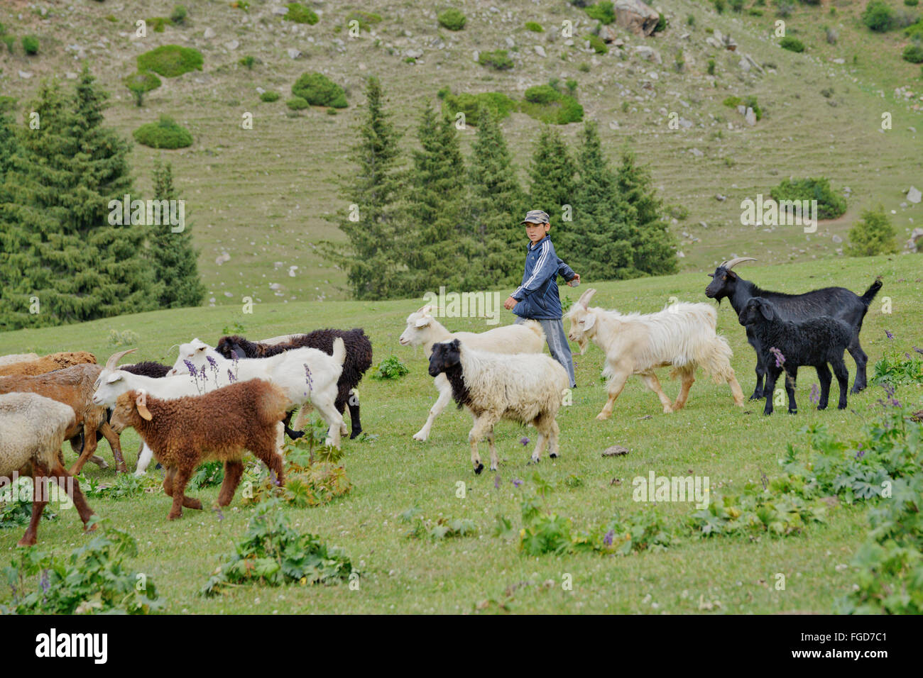 Boy herding sheep at summer pasture in Tian Shan mountain range ...