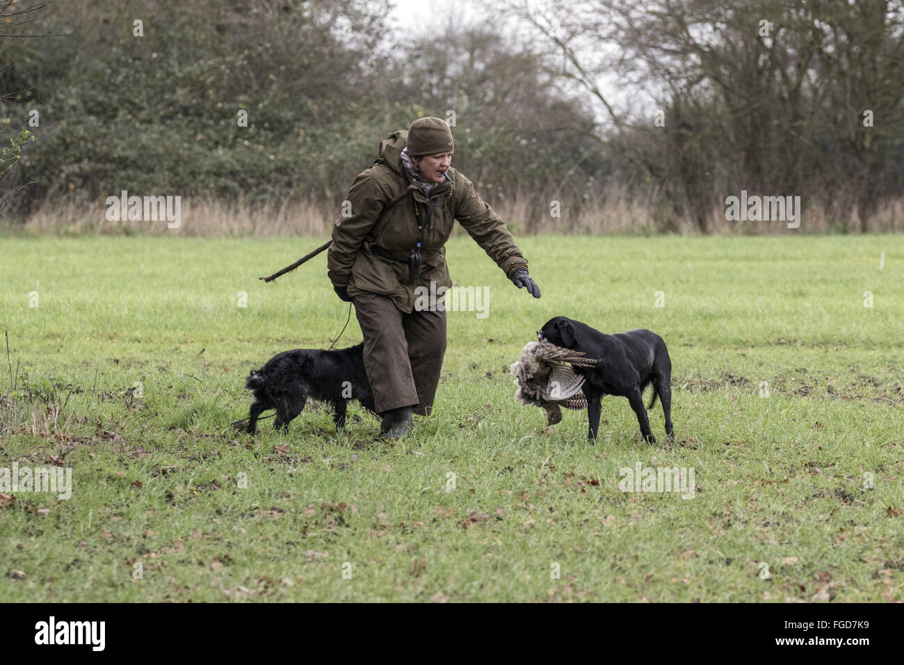 Picker upper taking female pheasant from Labrador dog Stock Photo - Alamy