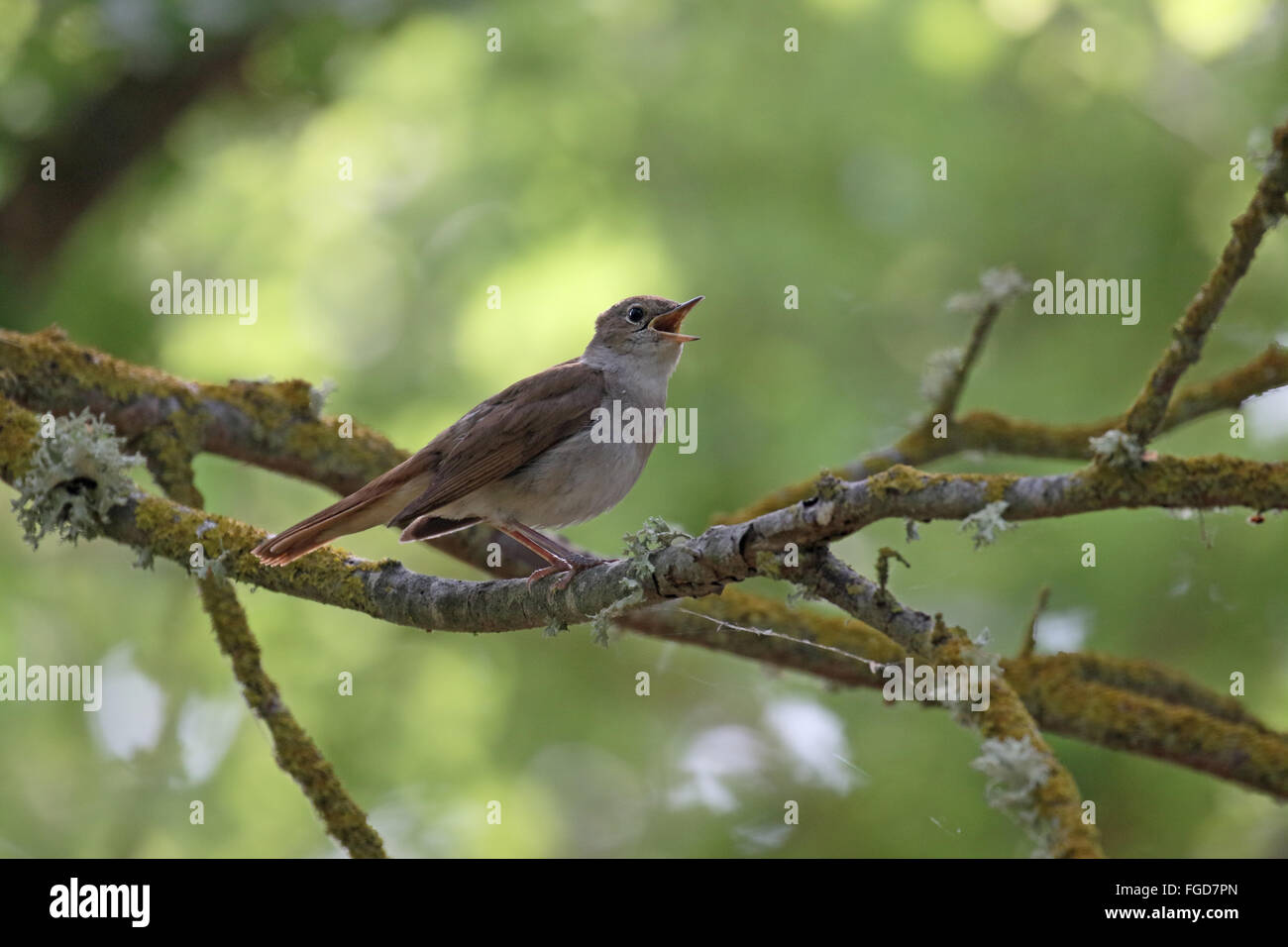 Nightingale island hi-res stock photography and images - Alamy