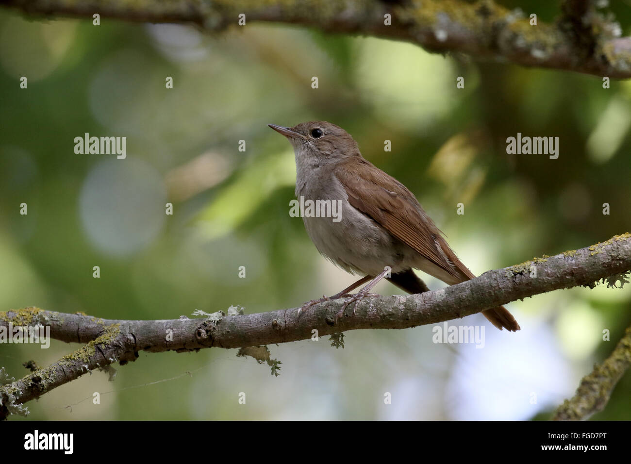 Nightingale islands hi-res stock photography and images - Alamy