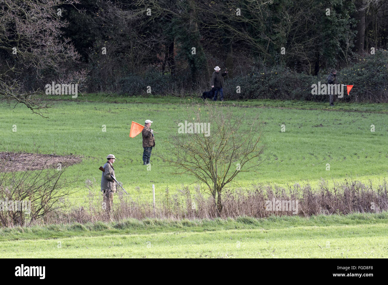Gun following beaters on pheasant shoot Stock Photo - Alamy