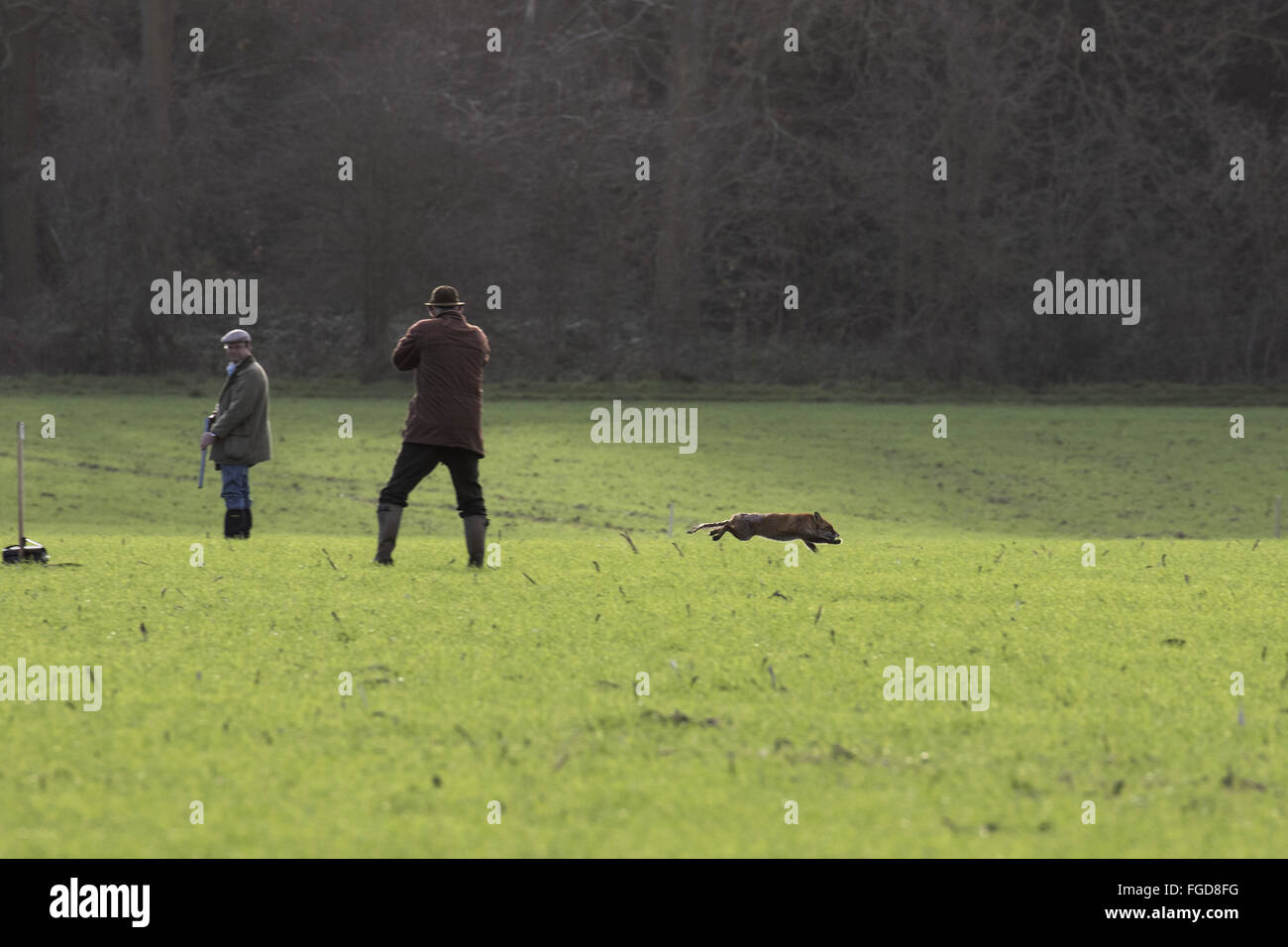 Fox and pheasant hi-res stock photography and images - Alamy