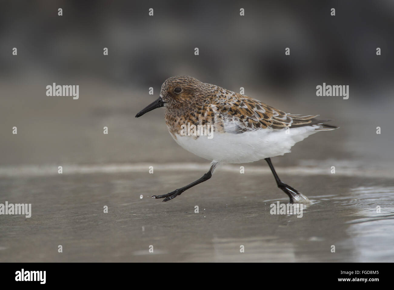Sanderling (Calidris alba) adult, breeding plumage, running on beach ...