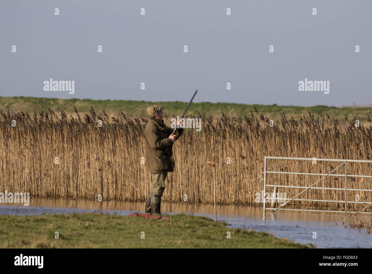 Wildfowling on Deepdale Marsh Stock Photo - Alamy