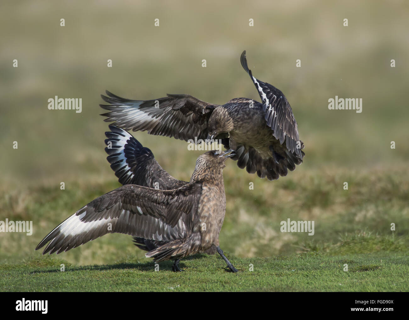 Great Skua (Stercorarius skua) two adults, fighting on coastal moorland ...