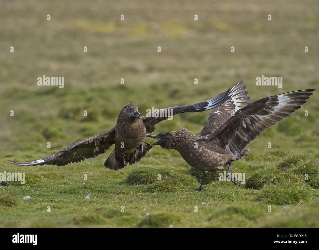 Great Skua (Stercorarius skua) two adults, fighting on coastal moorland ...