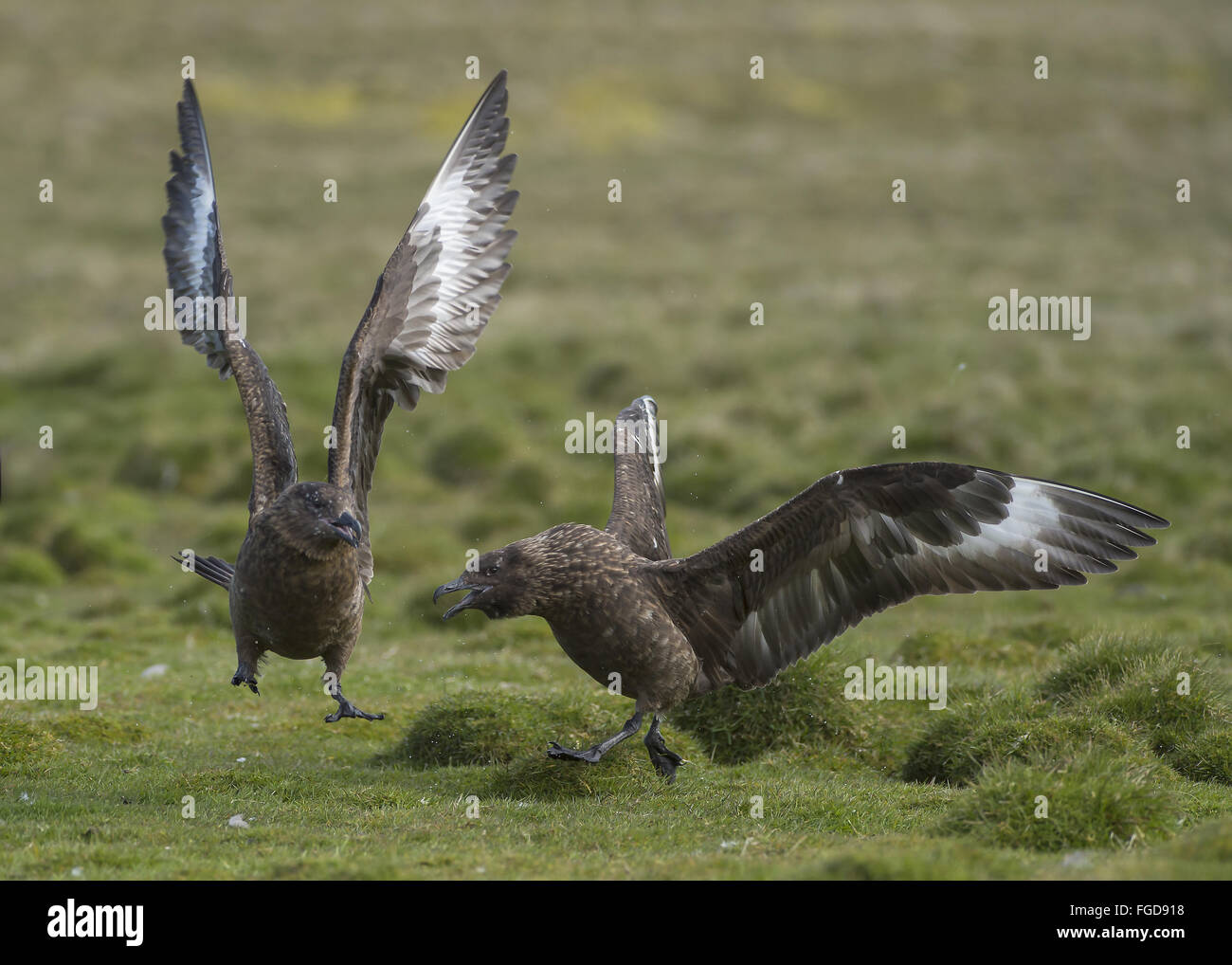 Great Skua (Stercorarius skua) two adults, fighting on coastal moorland ...
