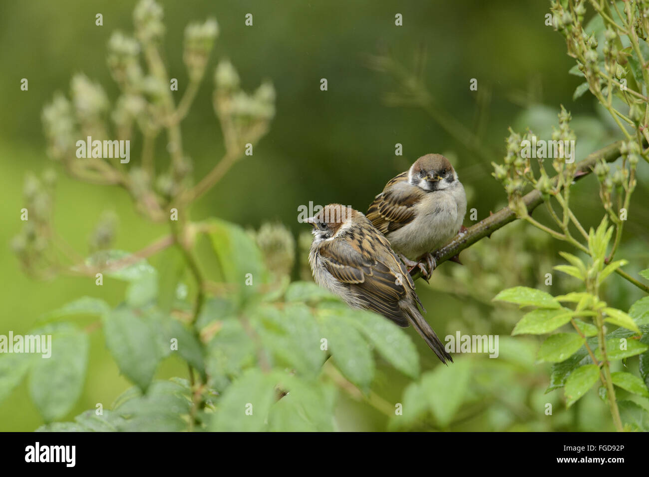 Perched sparrow two britain hi-res stock photography and images - Alamy