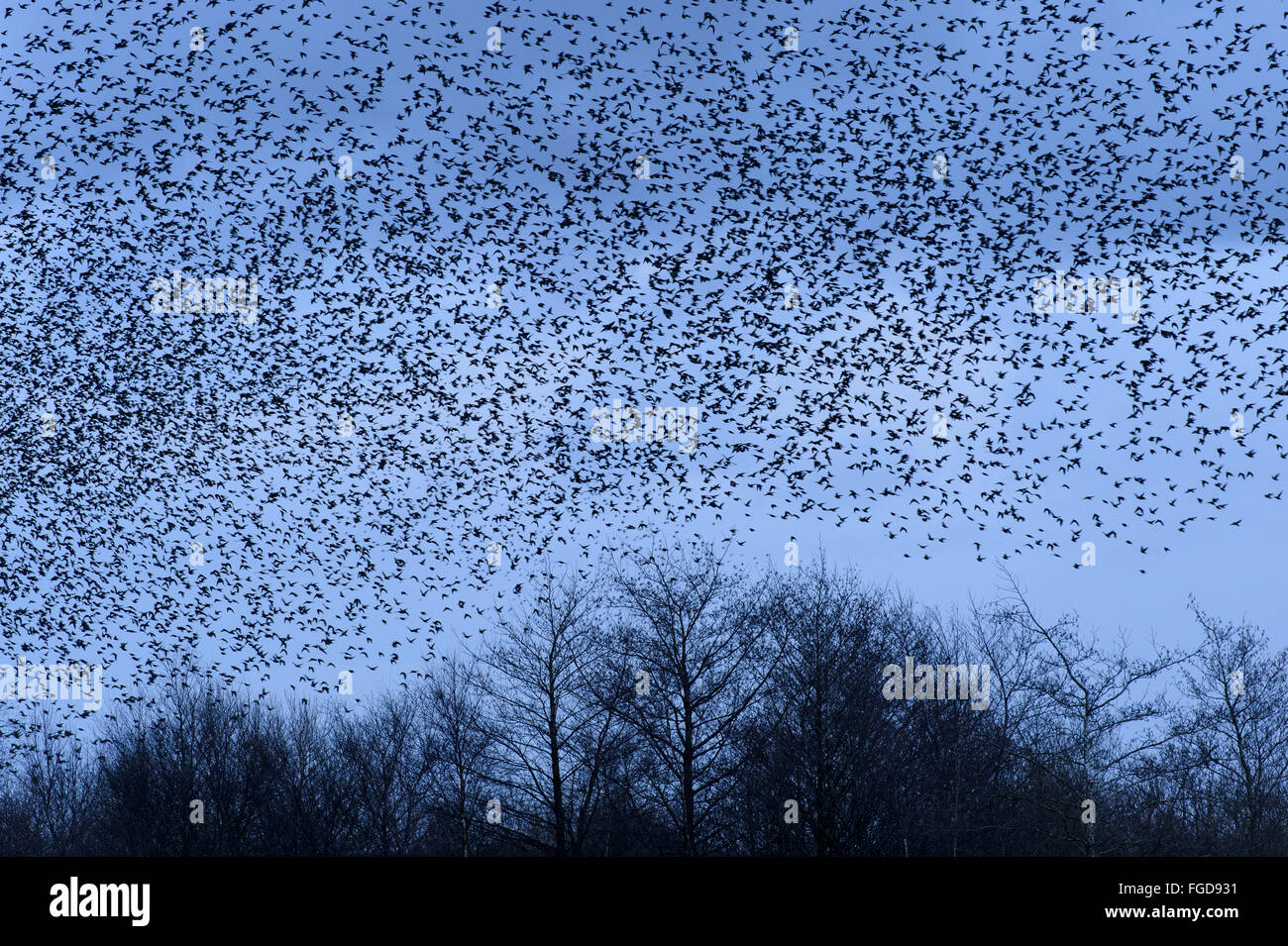 Common Starling (Sturnus vulgaris) flock, in flight, coming into roost ...