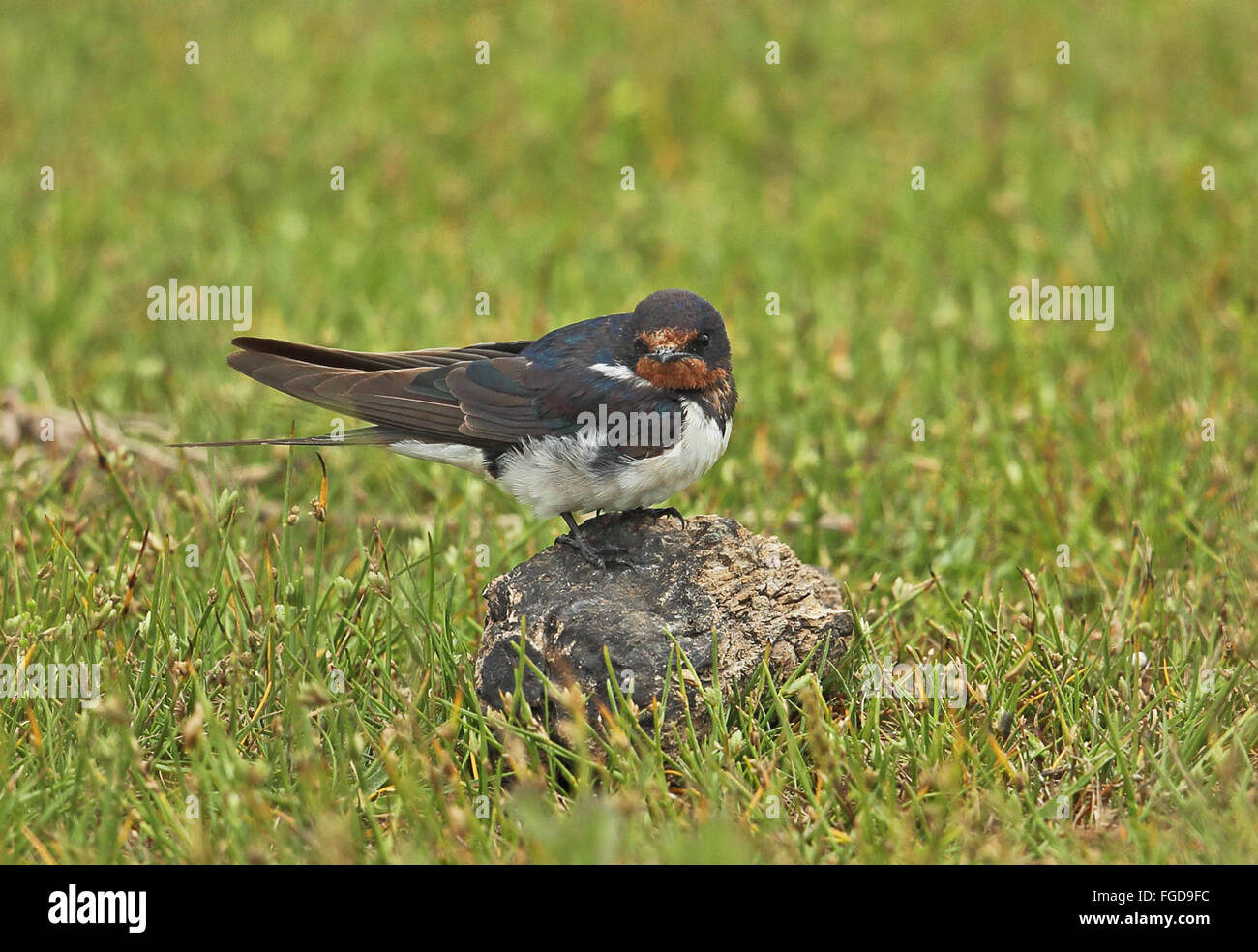 Barn Swallow (Hirundo rustica) immature, first winter plumage, standing ...