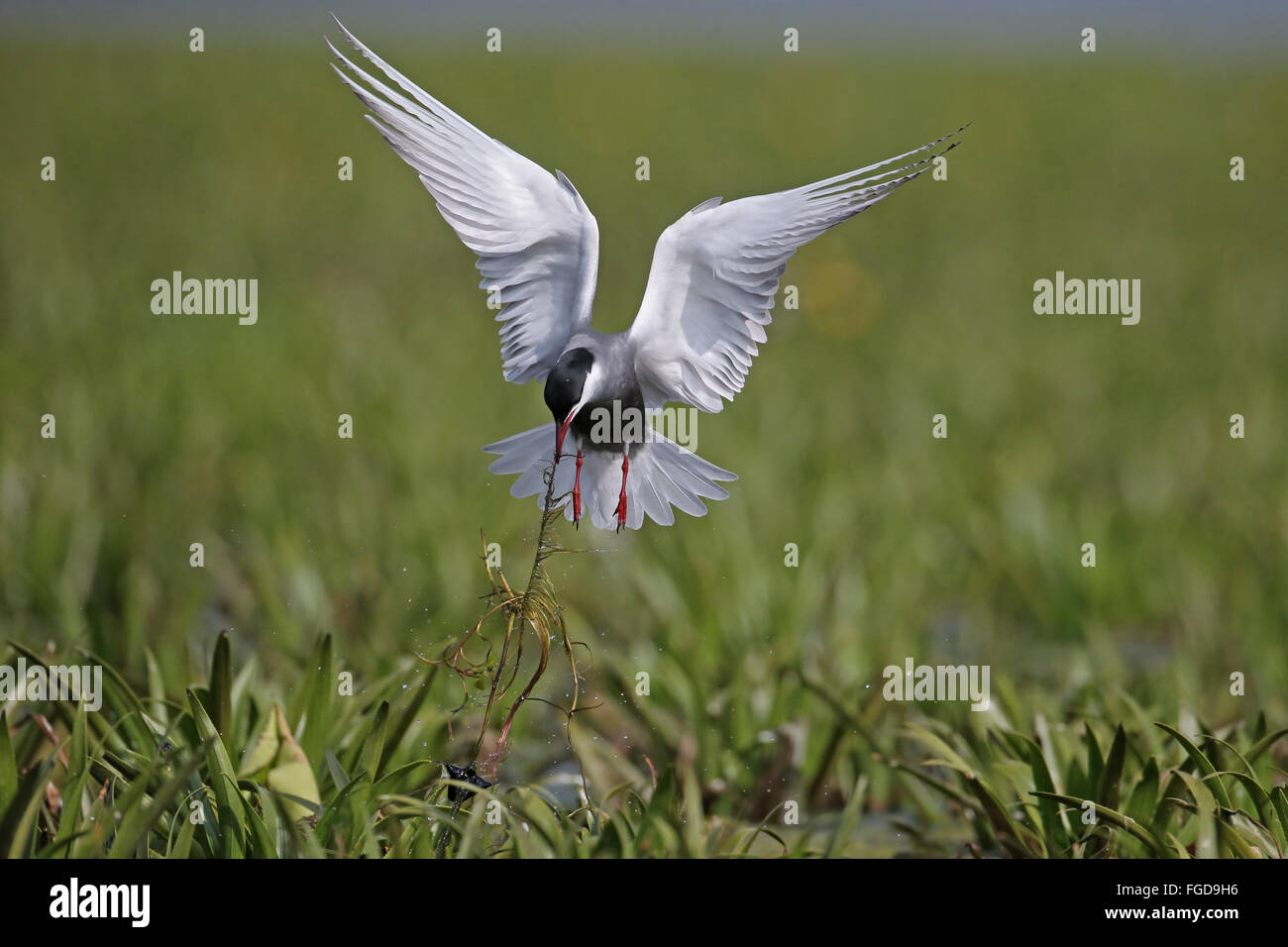 Tern nest in marsh hi-res stock photography and images - Alamy