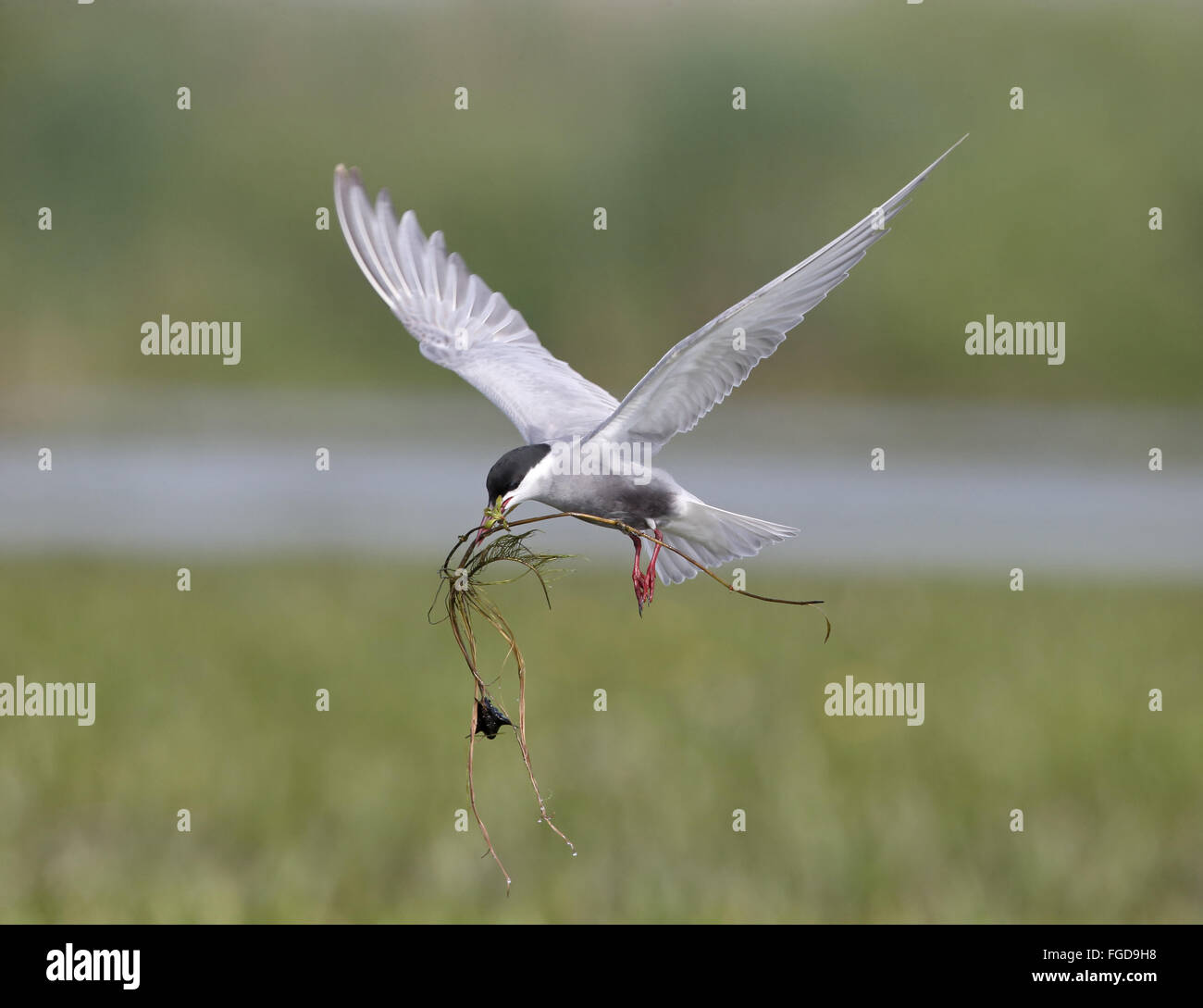 Tern nest in marsh hi-res stock photography and images - Alamy