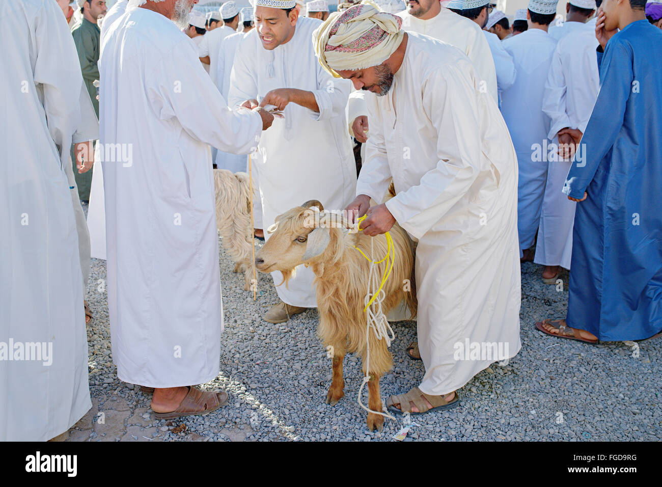 Livestock (cattle) market in Nizwa, Oman Stock Photo - Alamy