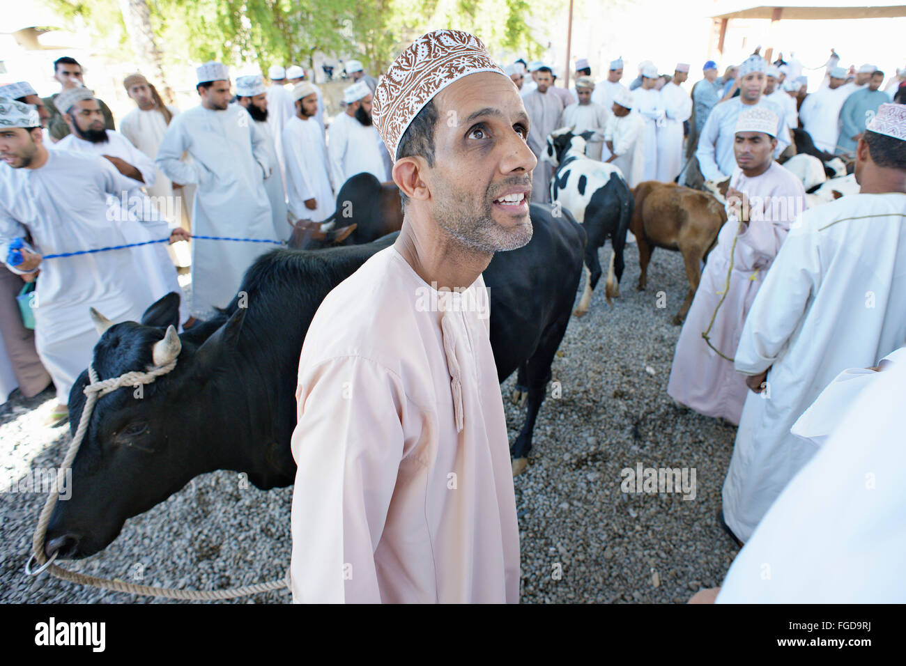 Livestock bull cow nizwa oman hi-res stock photography and images - Alamy