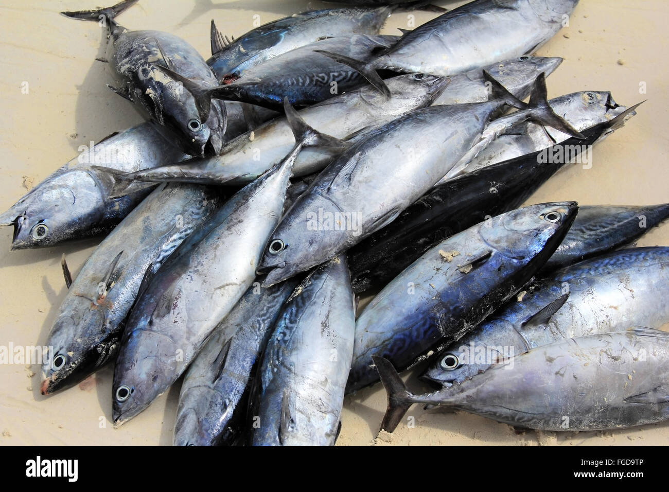 Large tuna hi-res stock photography and images - Alamy