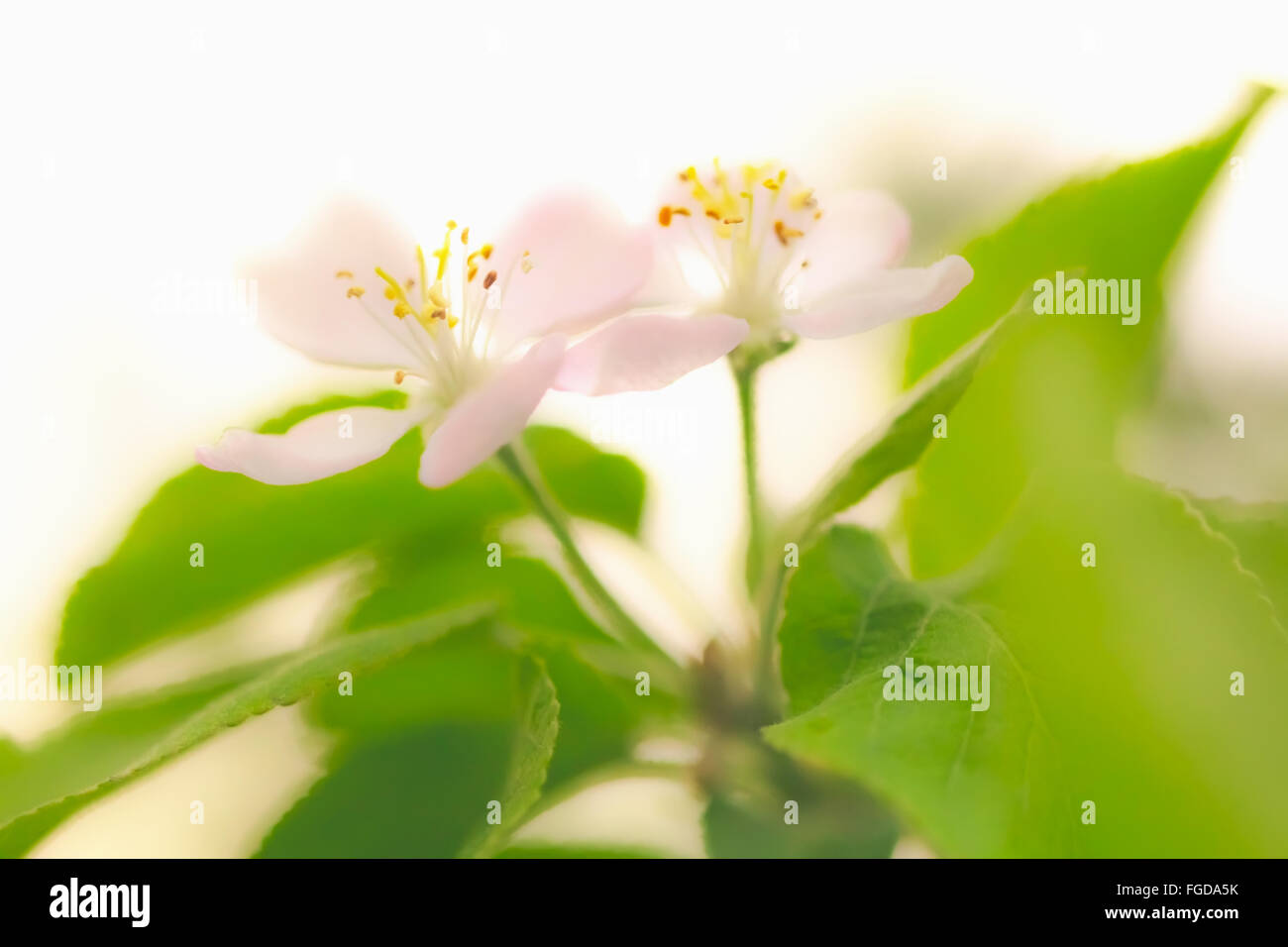 Nice soft pink spring flowers of apple Stock Photo - Alamy