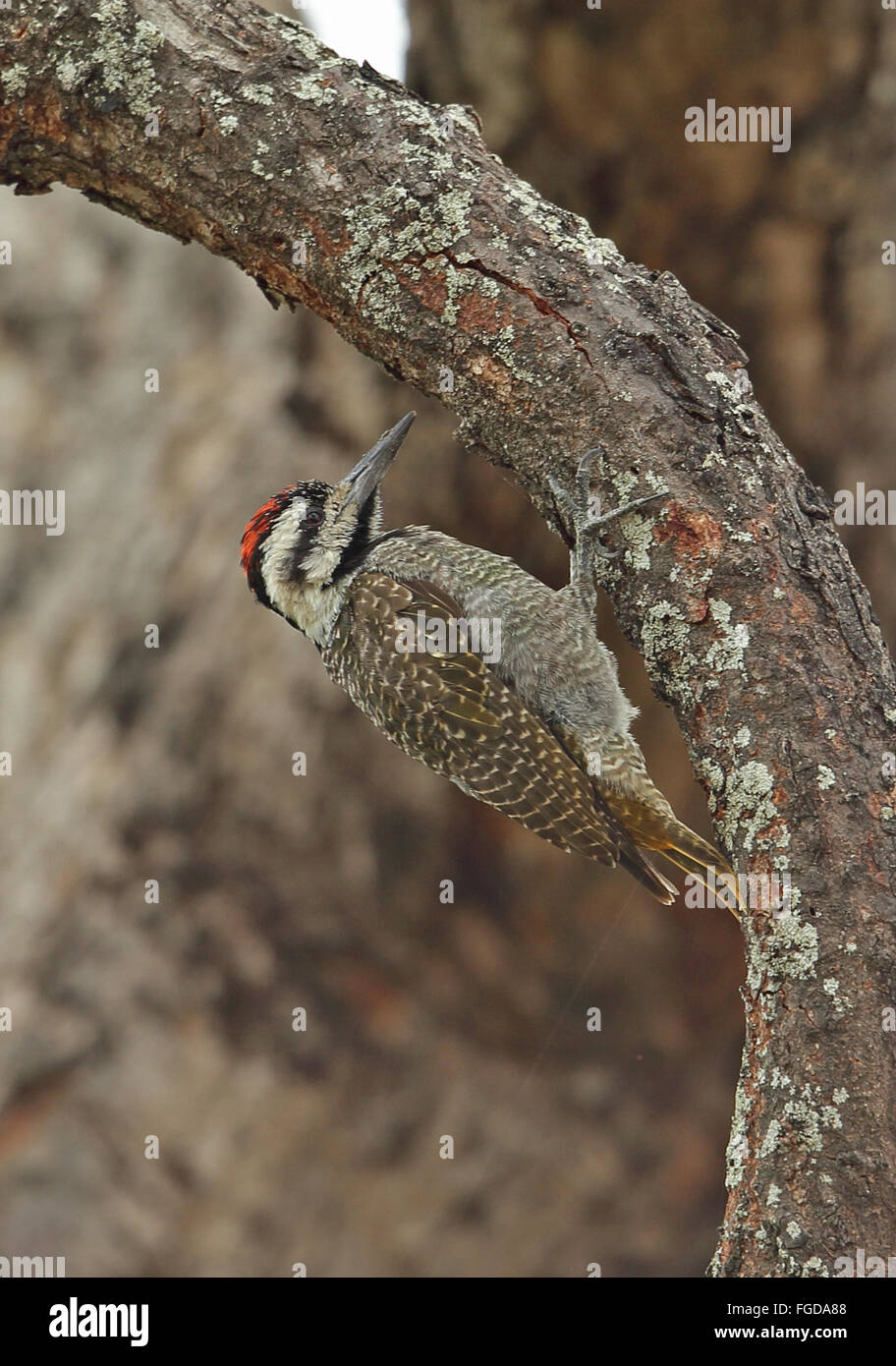 Bearded woodpeckers hi-res stock photography and images - Alamy