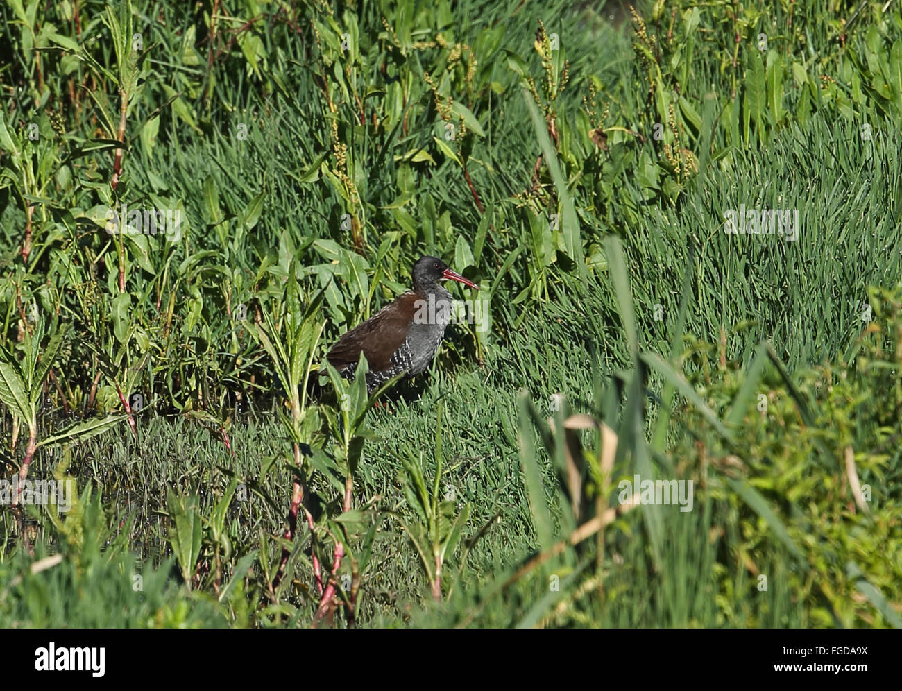 African Rail (Rallus caerulescens) adult, standing in marshland ...