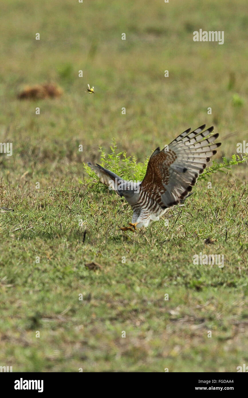 African cuckoo hawk hi-res stock photography and images - Alamy