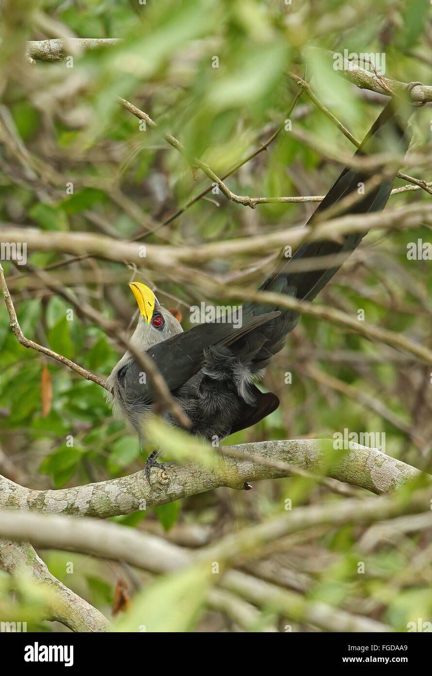 Whistling Yellowbill (Ceuthmochares australis) adult, displaying ...
