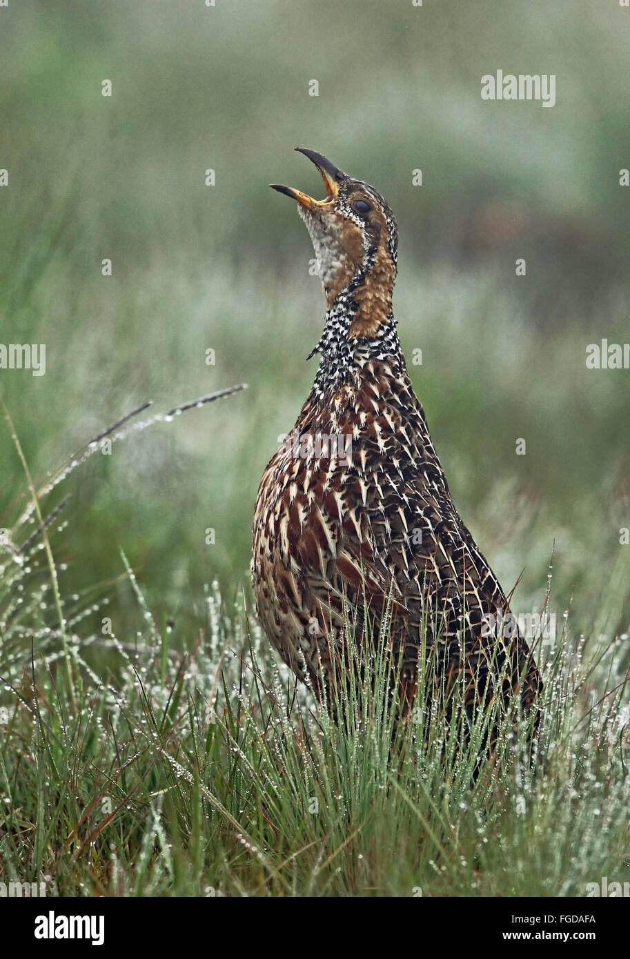 Red-winged Francolin (Scleroptila levaillantii levaillantii) adult ...