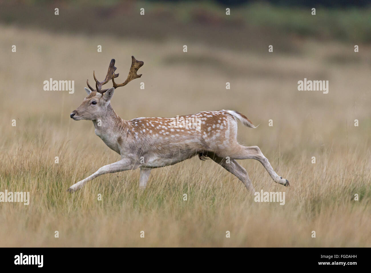 Fallow Deer (Dama dama) buck, running in grassland, Richmond Park ...