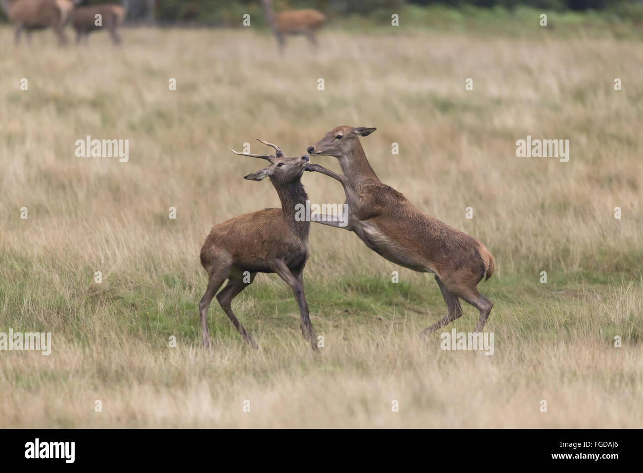 Two female deer fighting hi-res stock photography and images - Alamy