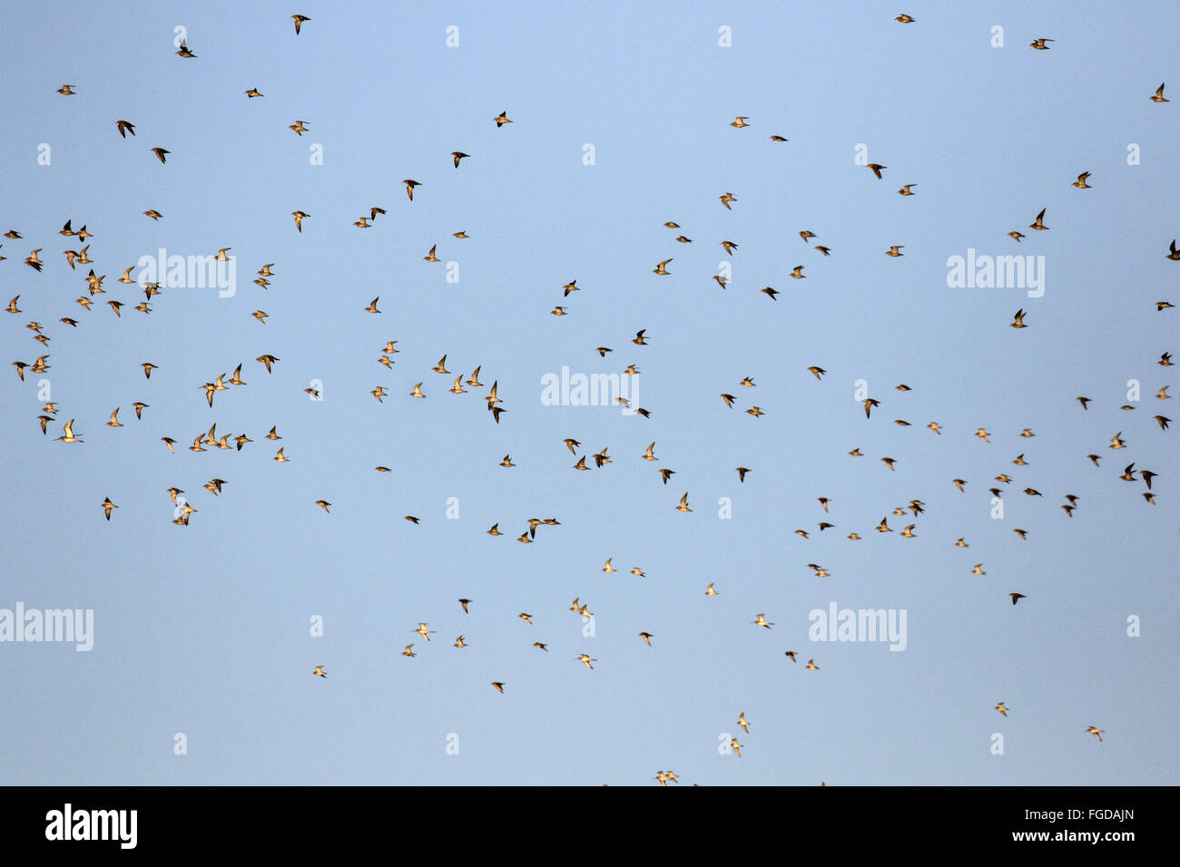 Large flock of mainly Golden Plover flying over Deepdale Marsh North ...