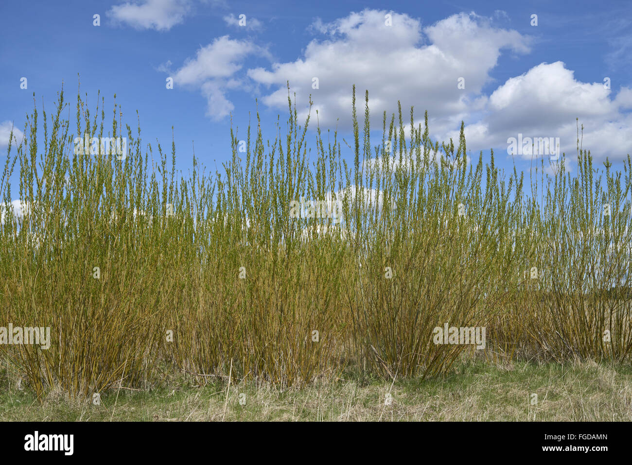 Coppiced willow hi-res stock photography and images - Alamy